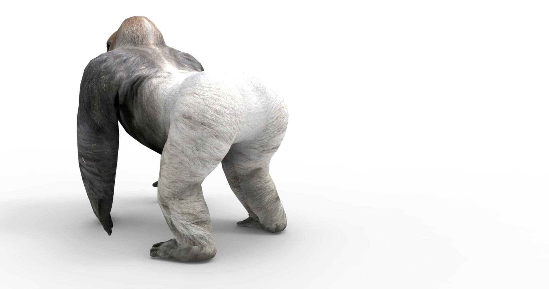 3d Model Gorilla Rigged Animation Turbosquid 1236758
