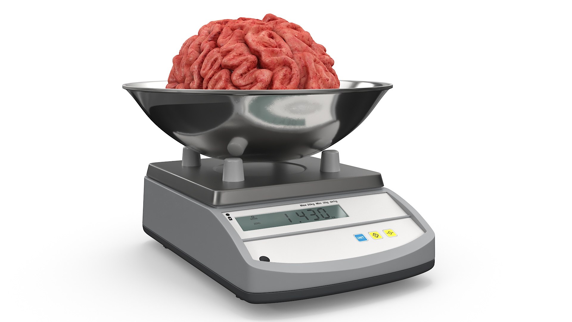 3D Brain On Scales - TurboSquid 2384841