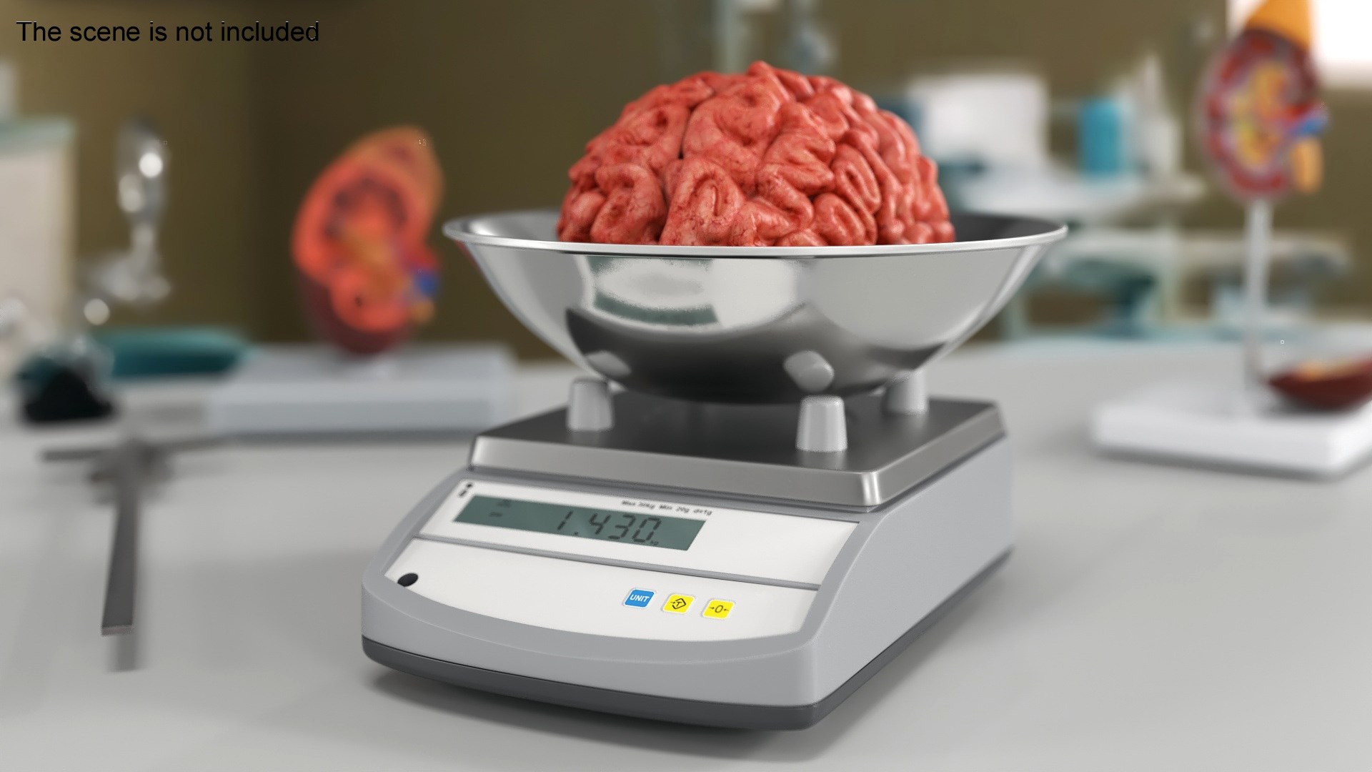 3D Brain On Scales - TurboSquid 2384841