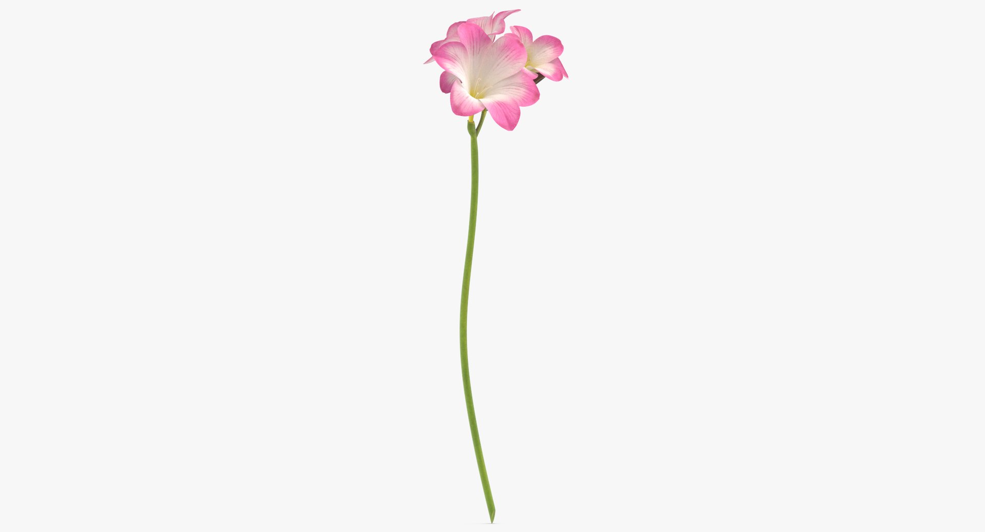 3D Model Freesia Pink - - TurboSquid 1374836
