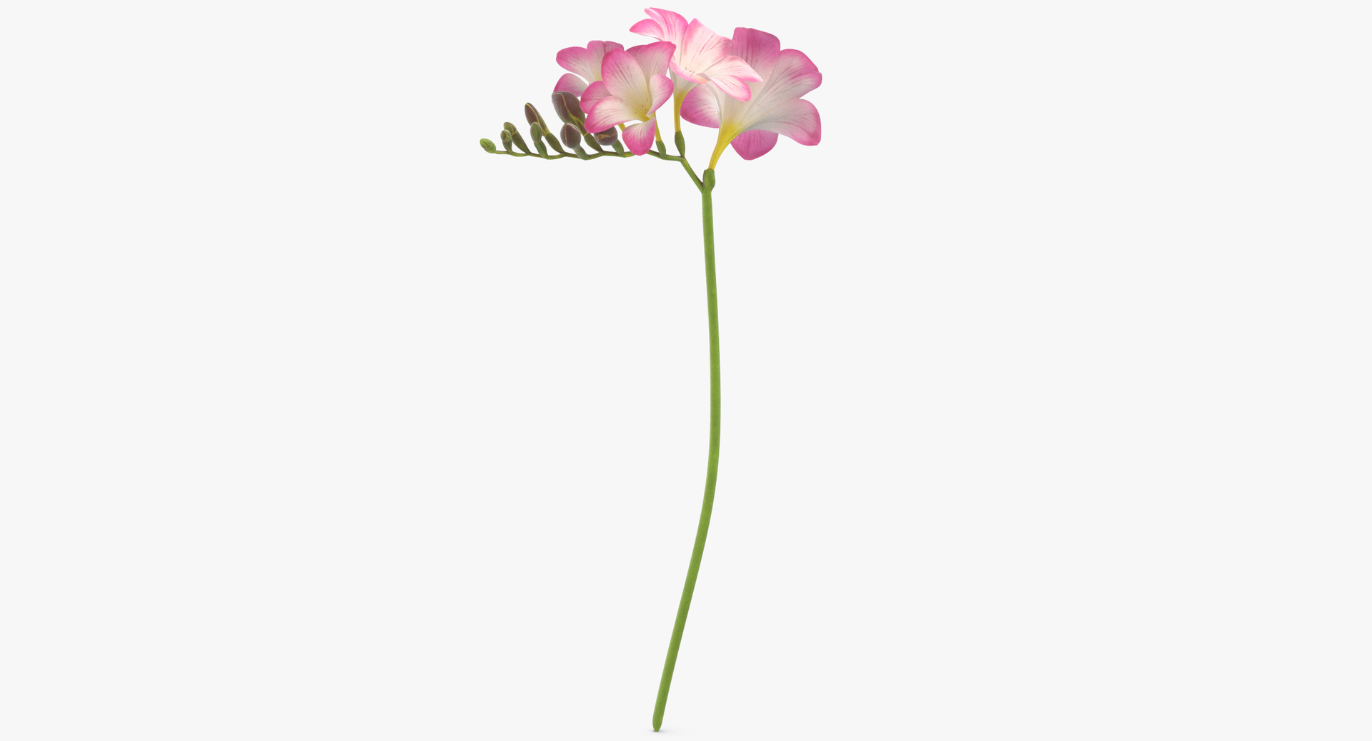 3D Model Freesia Pink - - TurboSquid 1374836