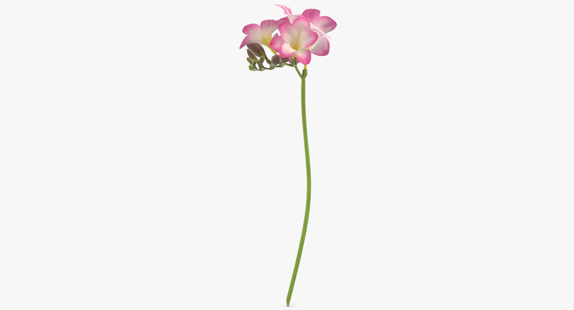 3D Model Freesia Pink - - TurboSquid 1374836