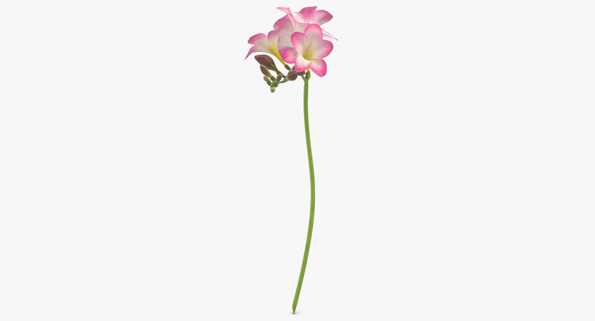 3D Model Freesia Pink - - TurboSquid 1374836