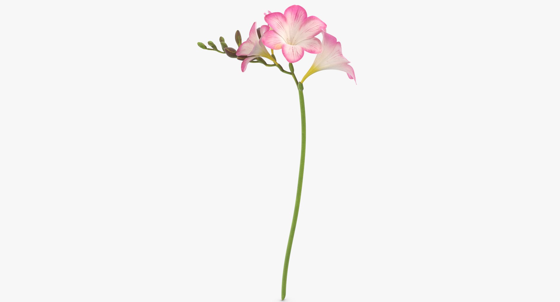 3D Model Freesia Pink - - TurboSquid 1374836