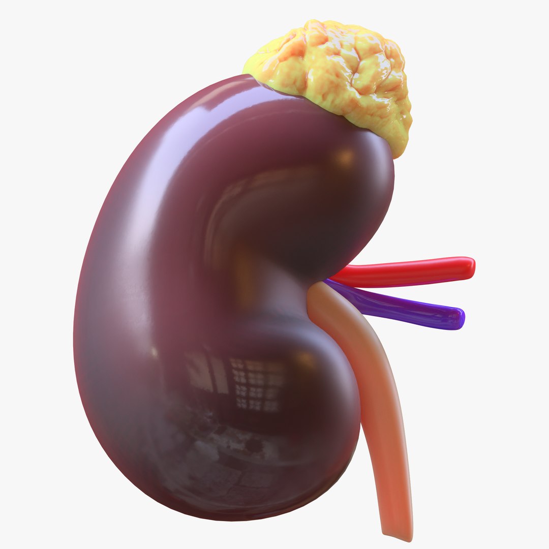 Kidney Anatomy 3D - TurboSquid 1815533