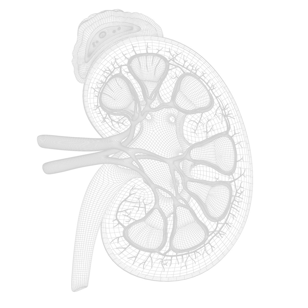Kidney Anatomy 3D - TurboSquid 1815533