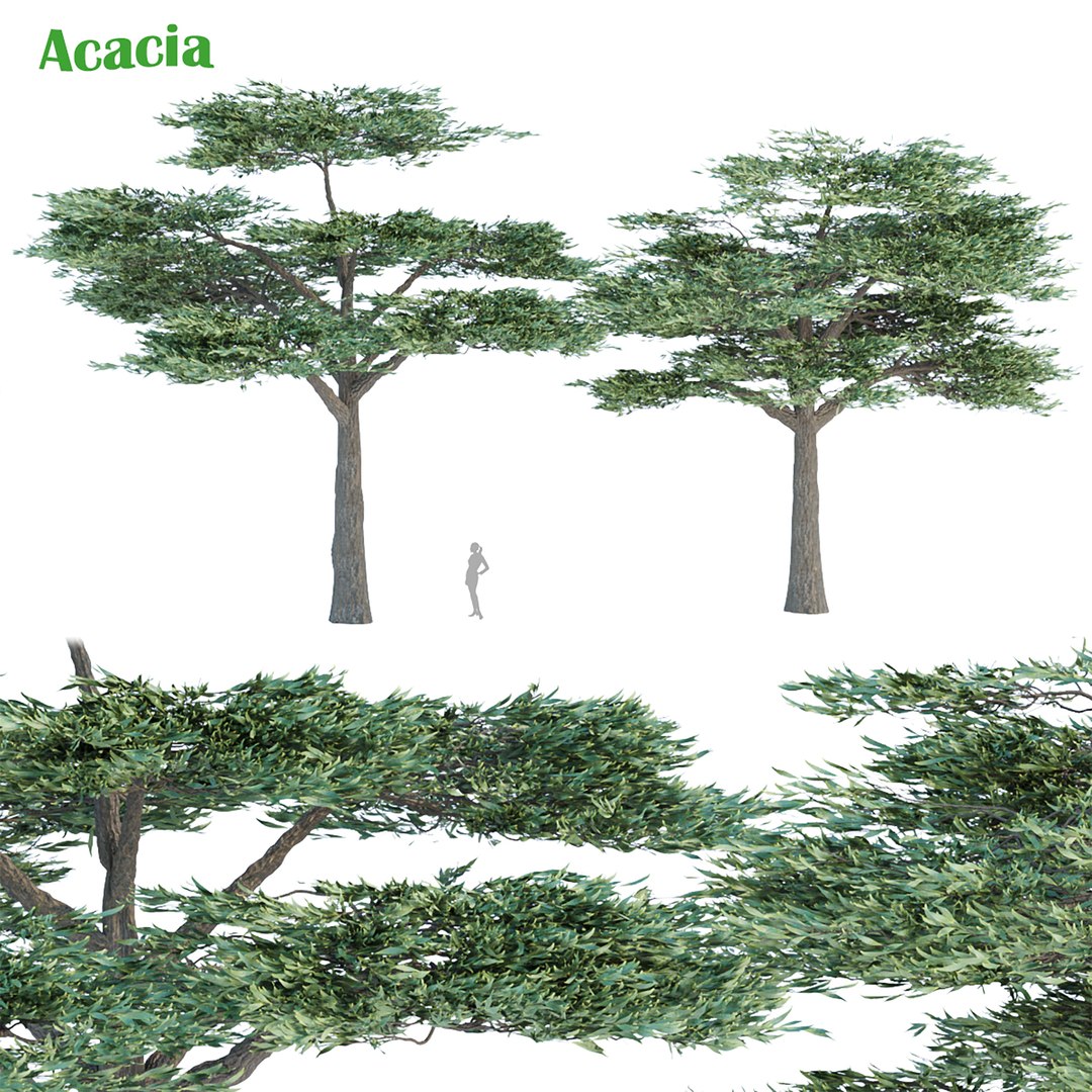 Acacia Trees Vol 87 3D Model - TurboSquid 1962884