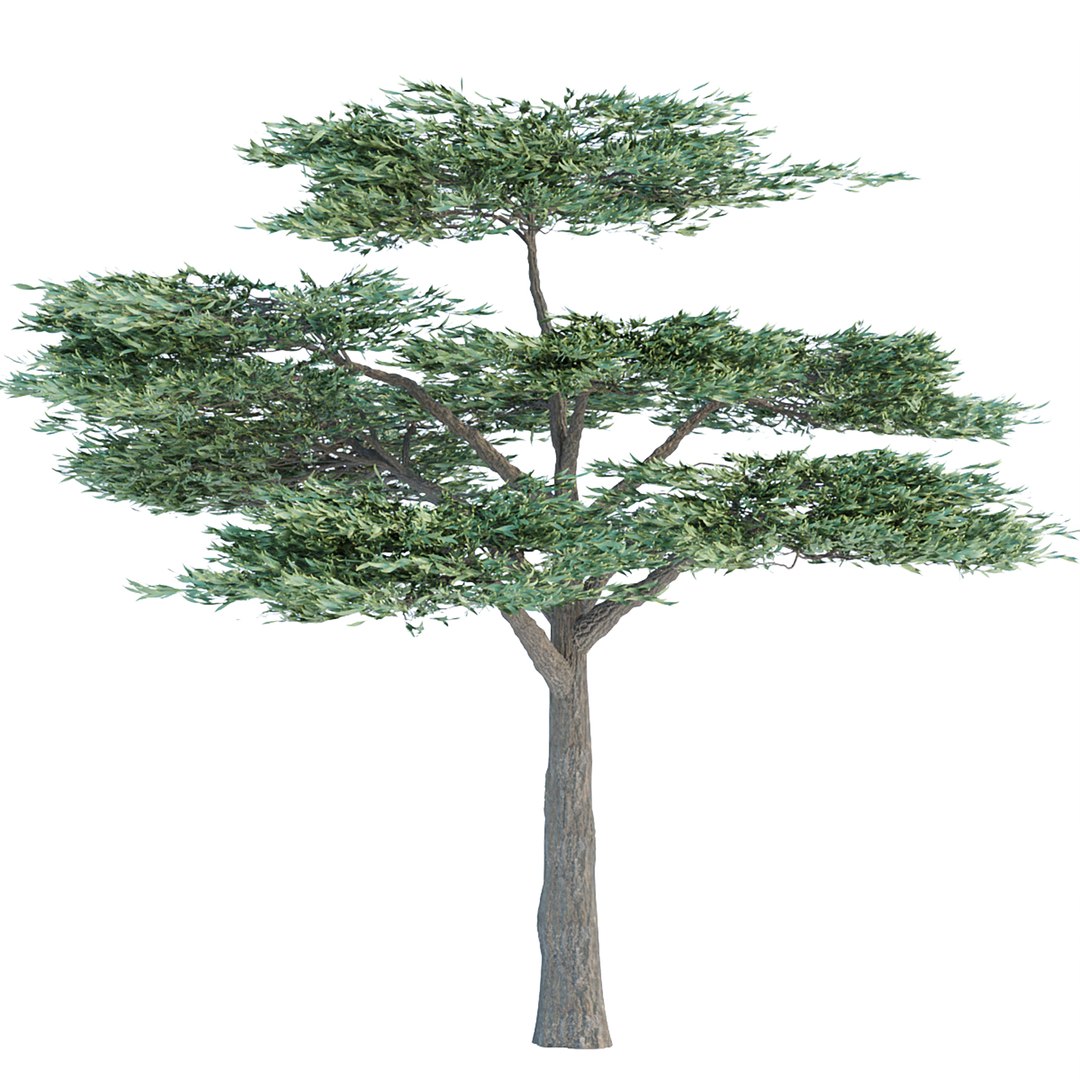 Acacia Trees Vol 87 3D Model - TurboSquid 1962884