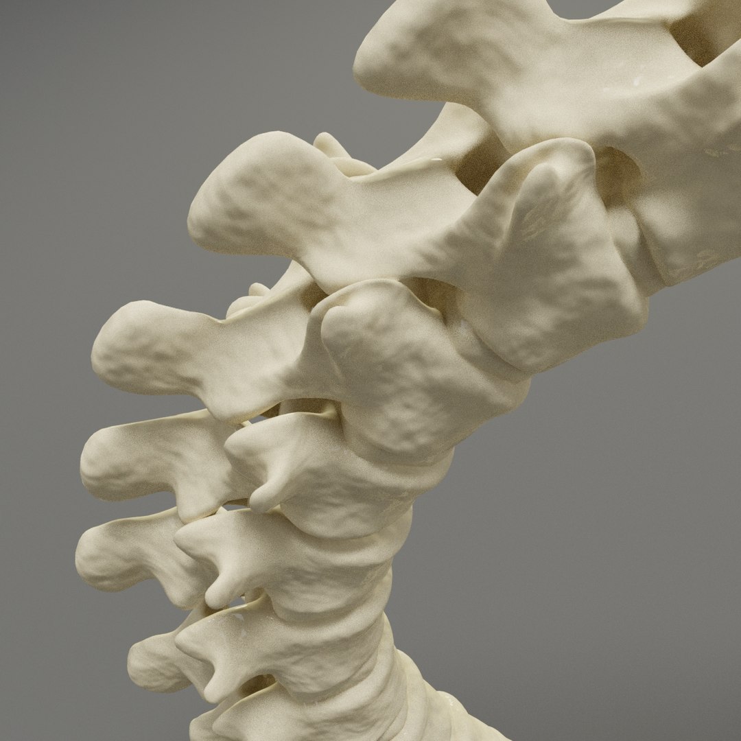 3D letter c bones skeleton model - TurboSquid 1543301