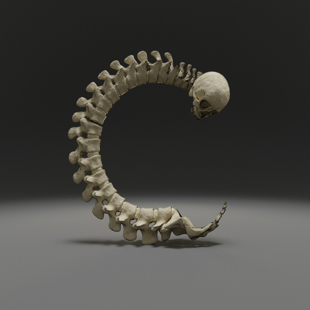3D letter c bones skeleton model - TurboSquid 1543301