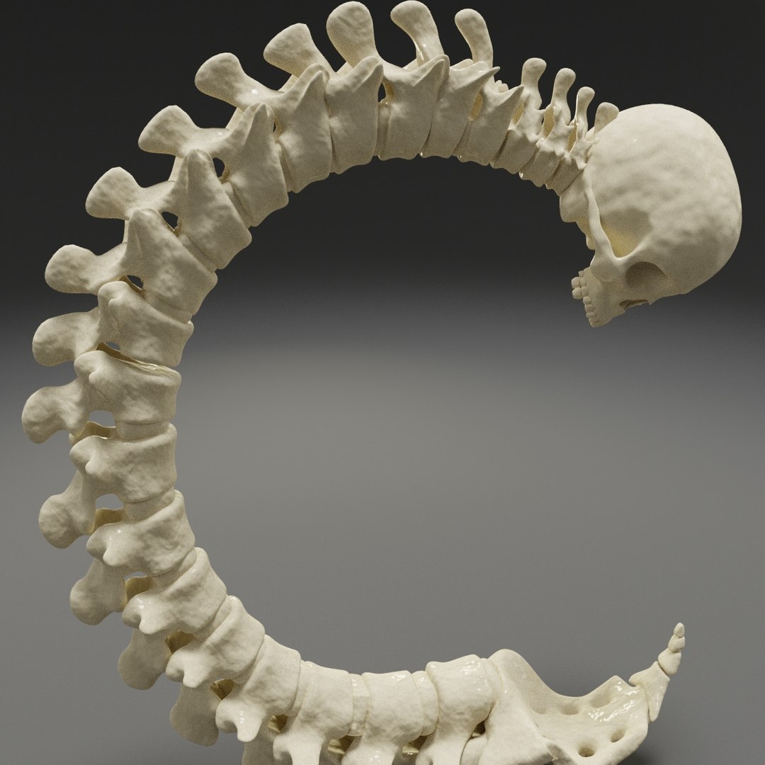 3D letter c bones skeleton model - TurboSquid 1543301