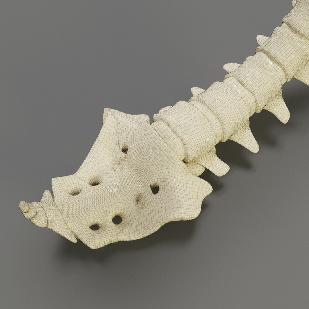 3D letter c bones skeleton model - TurboSquid 1543301
