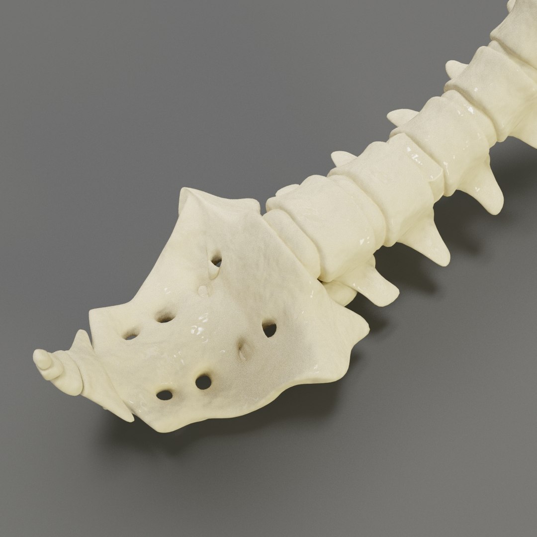 3D letter c bones skeleton model - TurboSquid 1543301