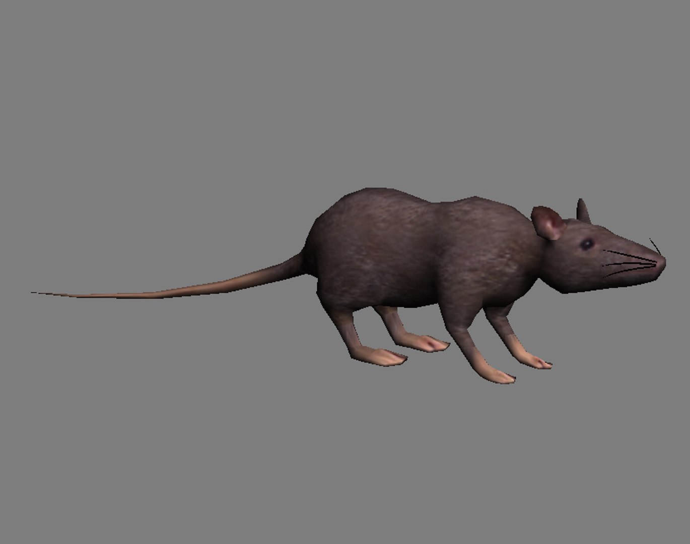 3d Rat