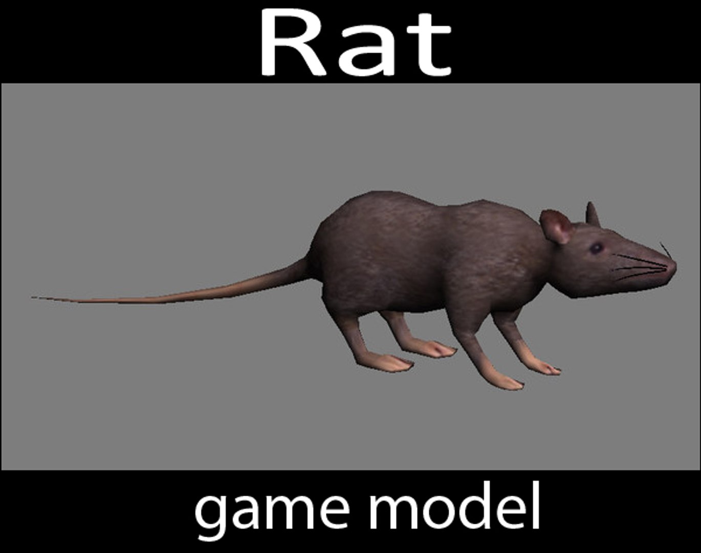 3d rat