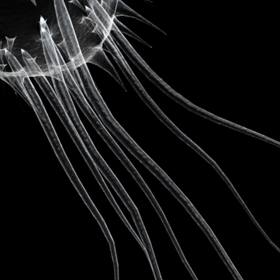 Flagella Chromosome Cell 3d Model