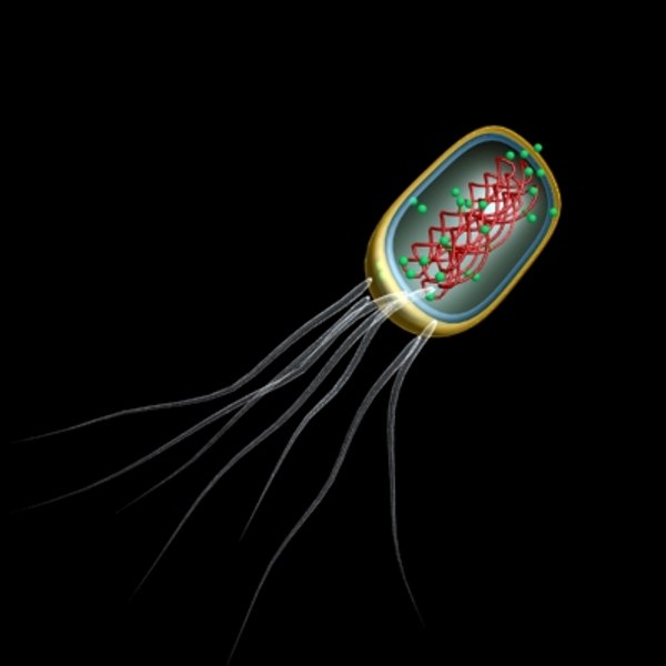flagella chromosome cell 3d model