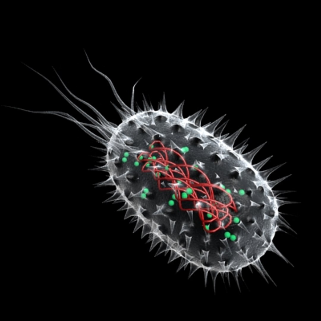 Flagella Chromosome Cell 3d Model