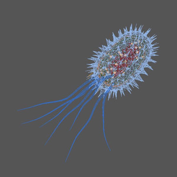 flagella chromosome cell 3d model