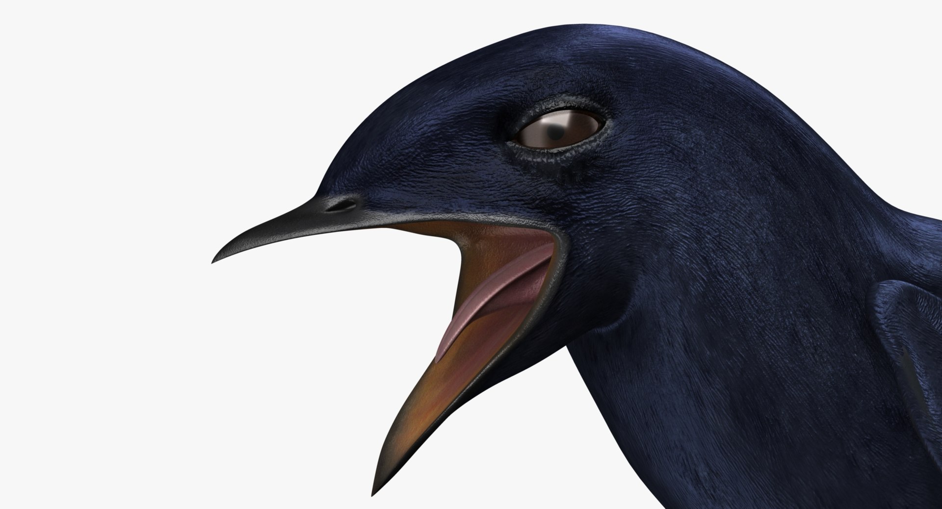 3d Progne Subis Purple Martin Model