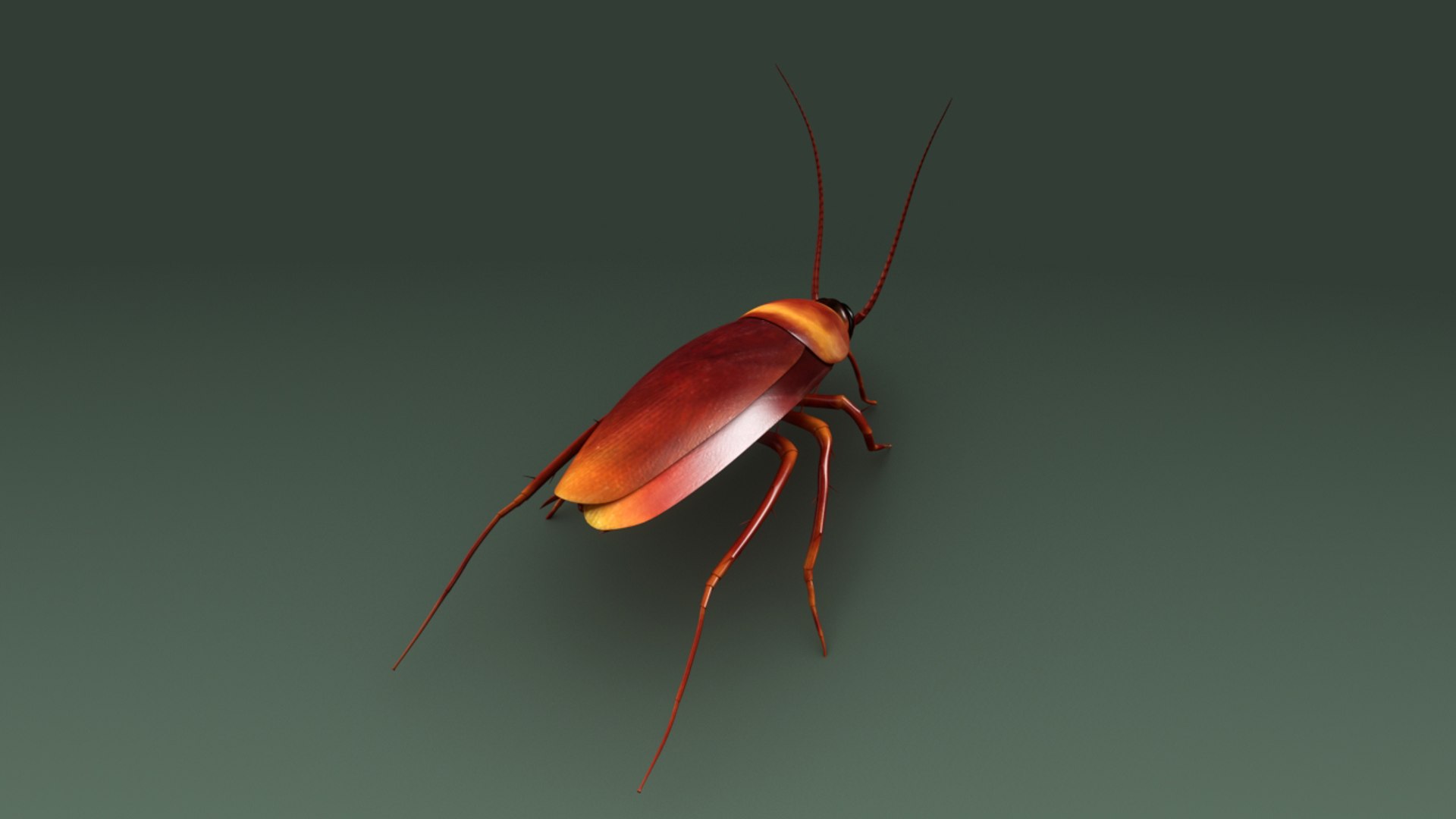 3d Model Of Cockroaches Insects Pests
