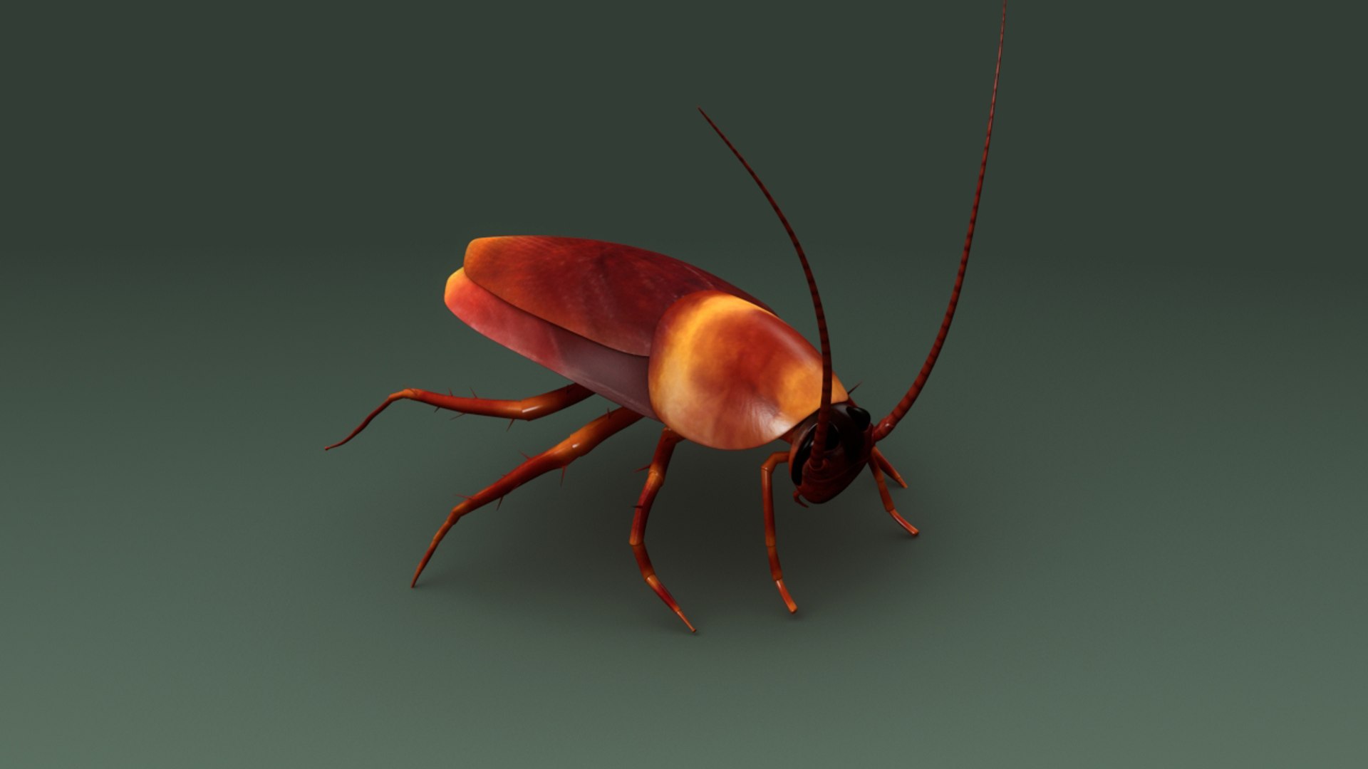 3d Model Of Cockroaches Insects Pests