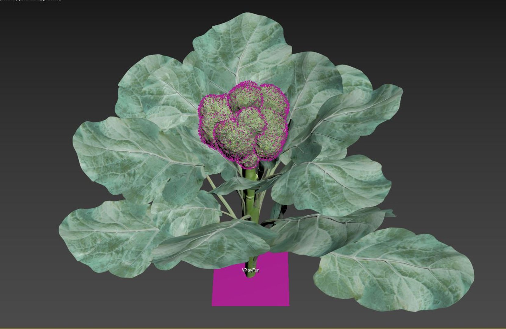 3D Model Broccoli - TurboSquid 2249362