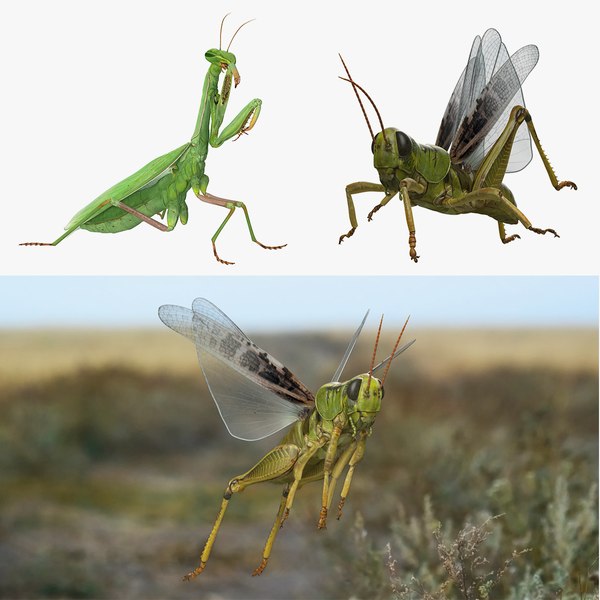 3d model mantis
