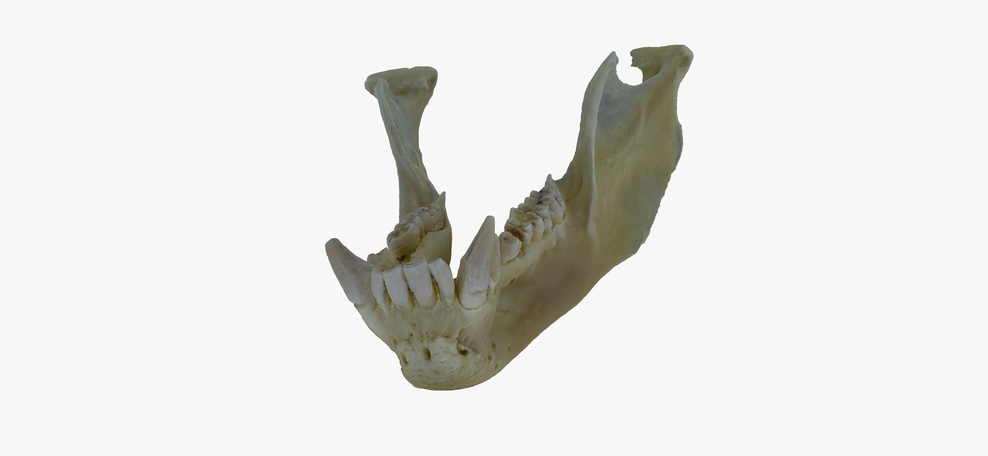 Pavian Monkey Male Jaw (Mandibula) 01 RAW Scan 3D Model - TurboSquid ...