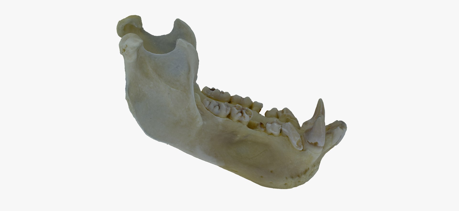 Pavian Monkey Male Jaw (Mandibula) 01 RAW Scan 3D Model - TurboSquid ...