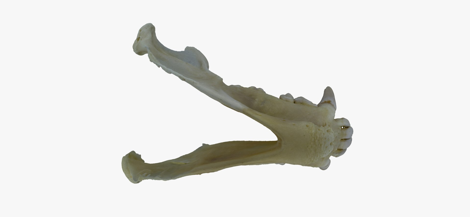 Pavian Monkey Male Jaw (Mandibula) 01 RAW Scan 3D Model - TurboSquid ...