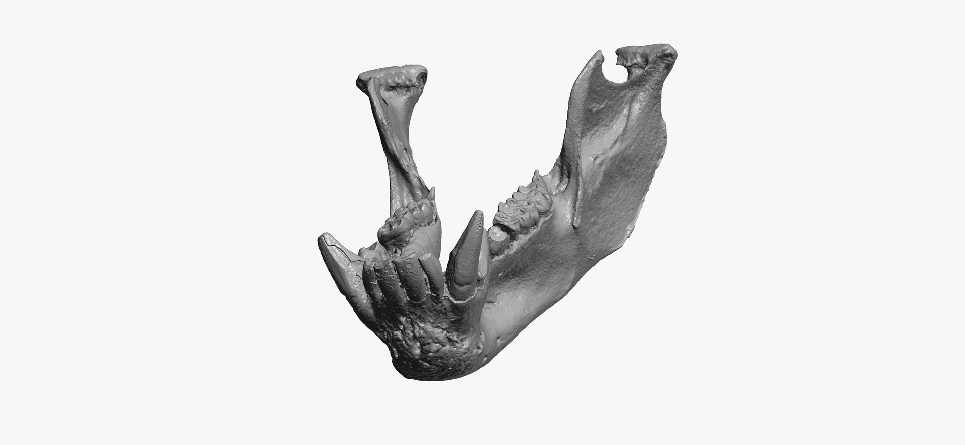 Pavian Monkey Male Jaw (Mandibula) 01 RAW Scan 3D Model - TurboSquid ...