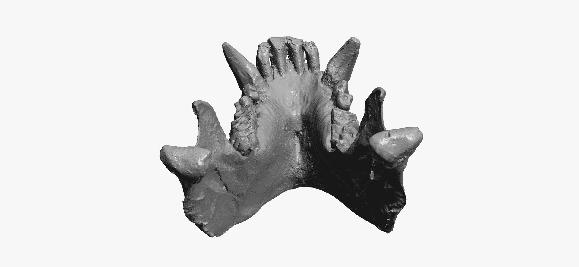 Pavian Monkey Male Jaw (Mandibula) 01 RAW Scan 3D Model - TurboSquid ...