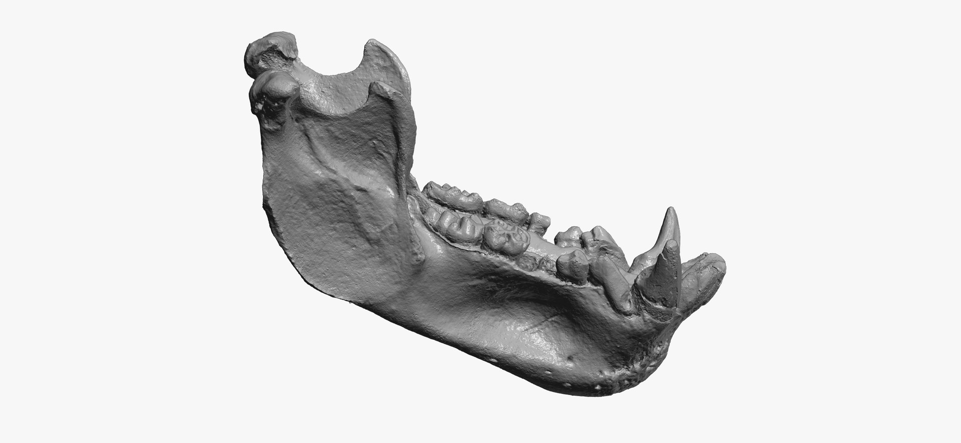Pavian Monkey Male Jaw (Mandibula) 01 RAW Scan 3D Model - TurboSquid ...