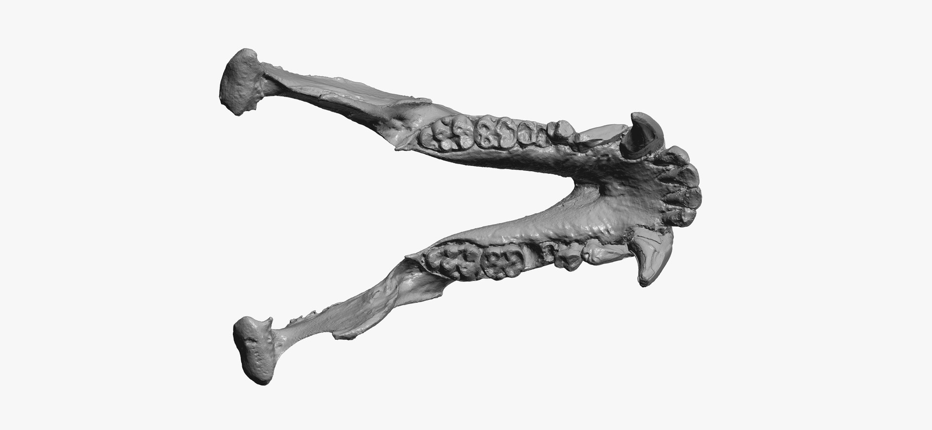 Pavian Monkey Male Jaw (Mandibula) 01 RAW Scan 3D Model - TurboSquid ...