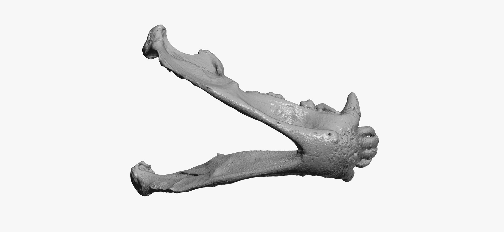 Pavian Monkey Male Jaw (Mandibula) 01 RAW Scan 3D Model - TurboSquid ...