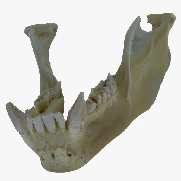 3D Mandibula Models | TurboSquid
