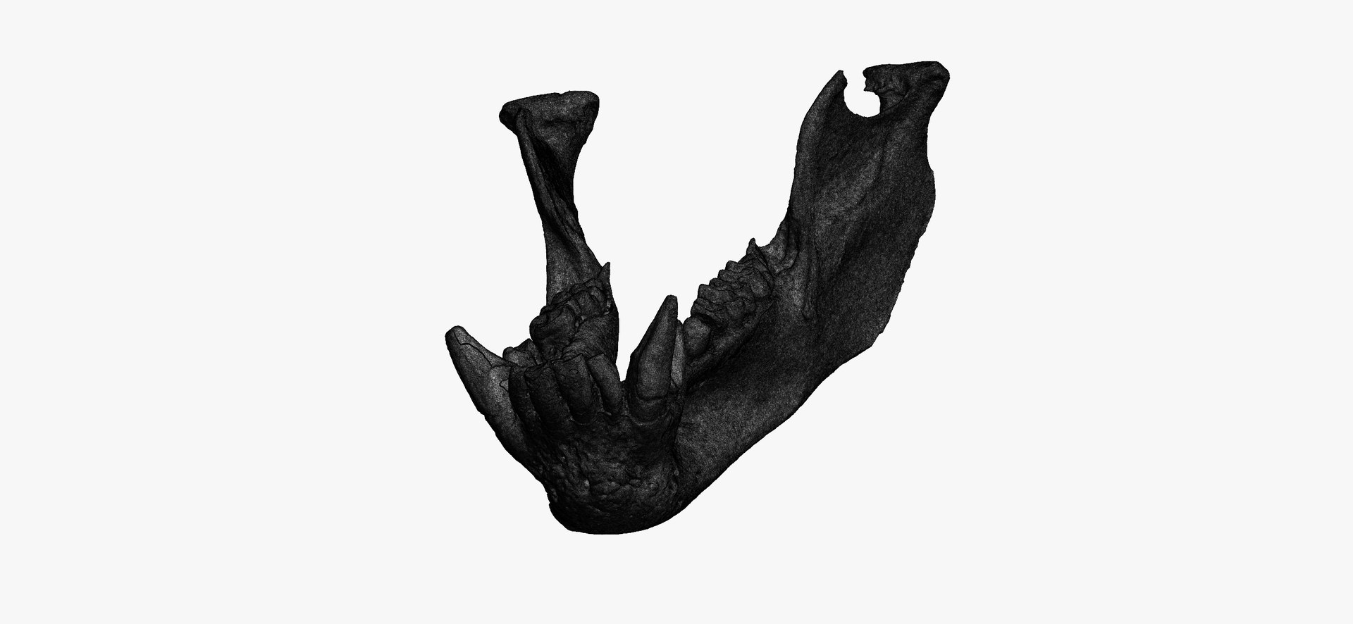 Pavian Monkey Male Jaw (Mandibula) 01 RAW Scan 3D Model - TurboSquid ...