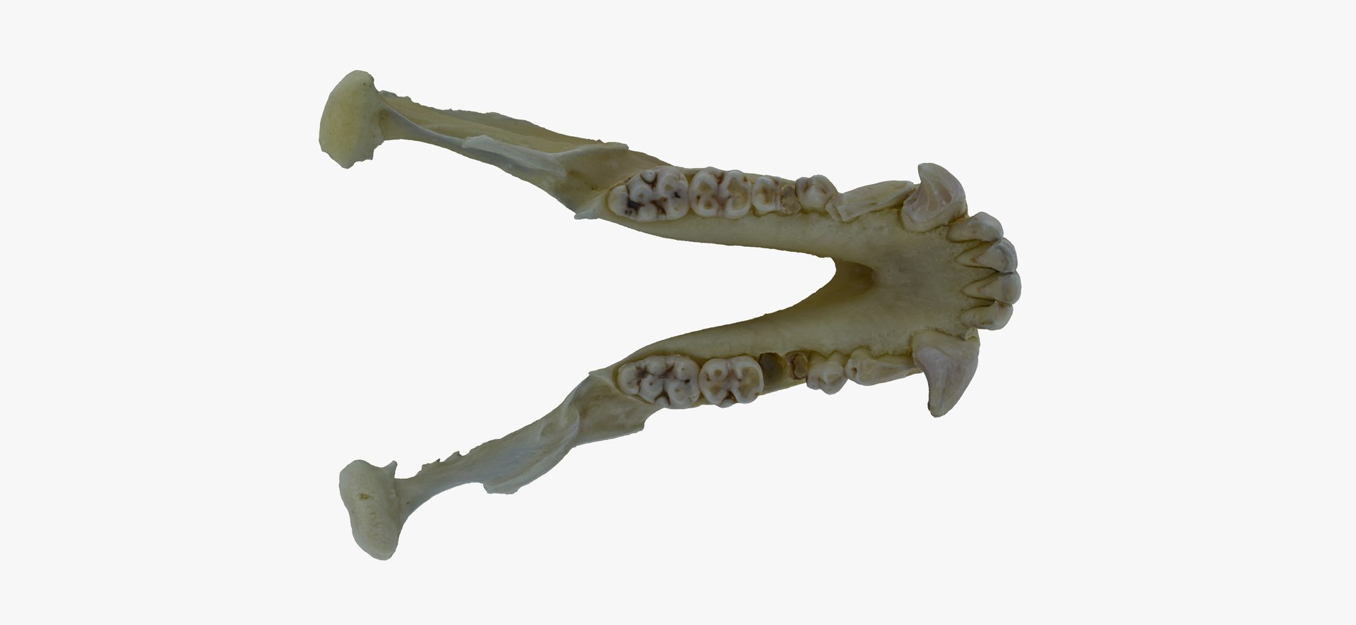Pavian Monkey Male Jaw (Mandibula) 01 RAW Scan 3D Model - TurboSquid ...