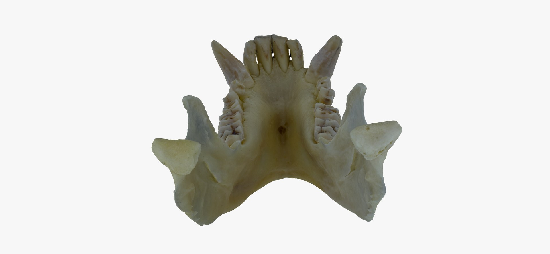 Pavian Monkey Male Jaw (Mandibula) 01 RAW Scan 3D Model - TurboSquid ...