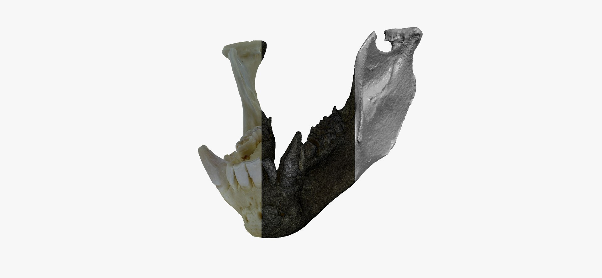 Pavian Monkey Male Jaw (Mandibula) 01 RAW Scan 3D Model - TurboSquid ...