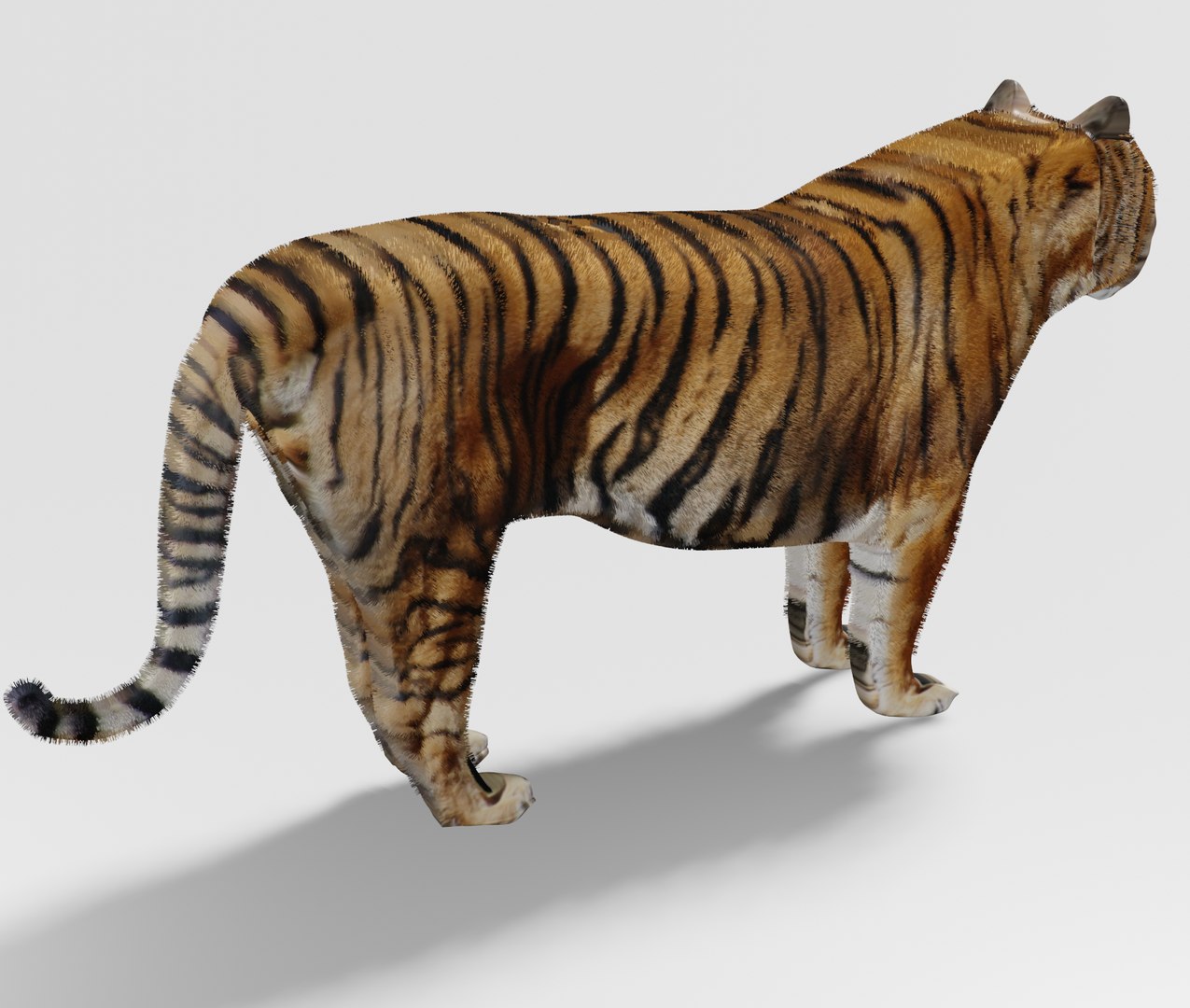 Tiger Blender OBJ 3D Model - TurboSquid 1971018