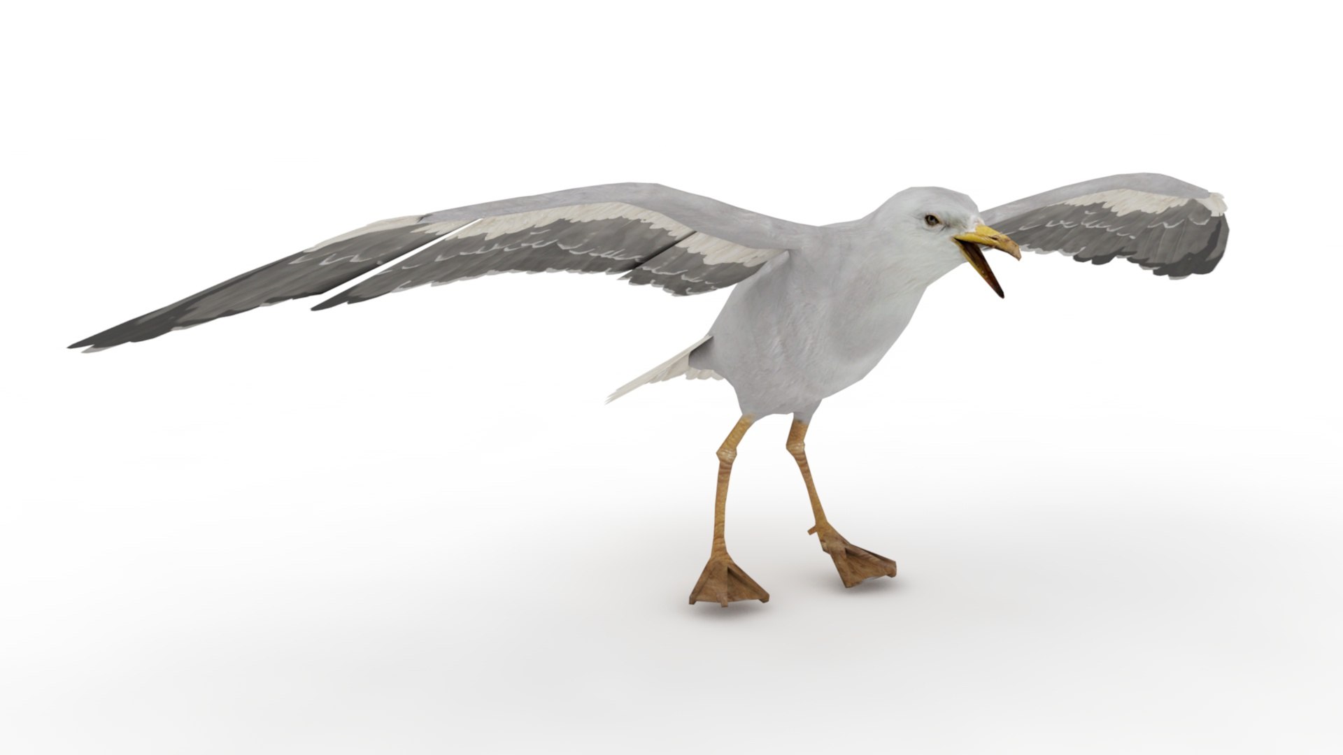 3D Seagull Model - TurboSquid 2246333