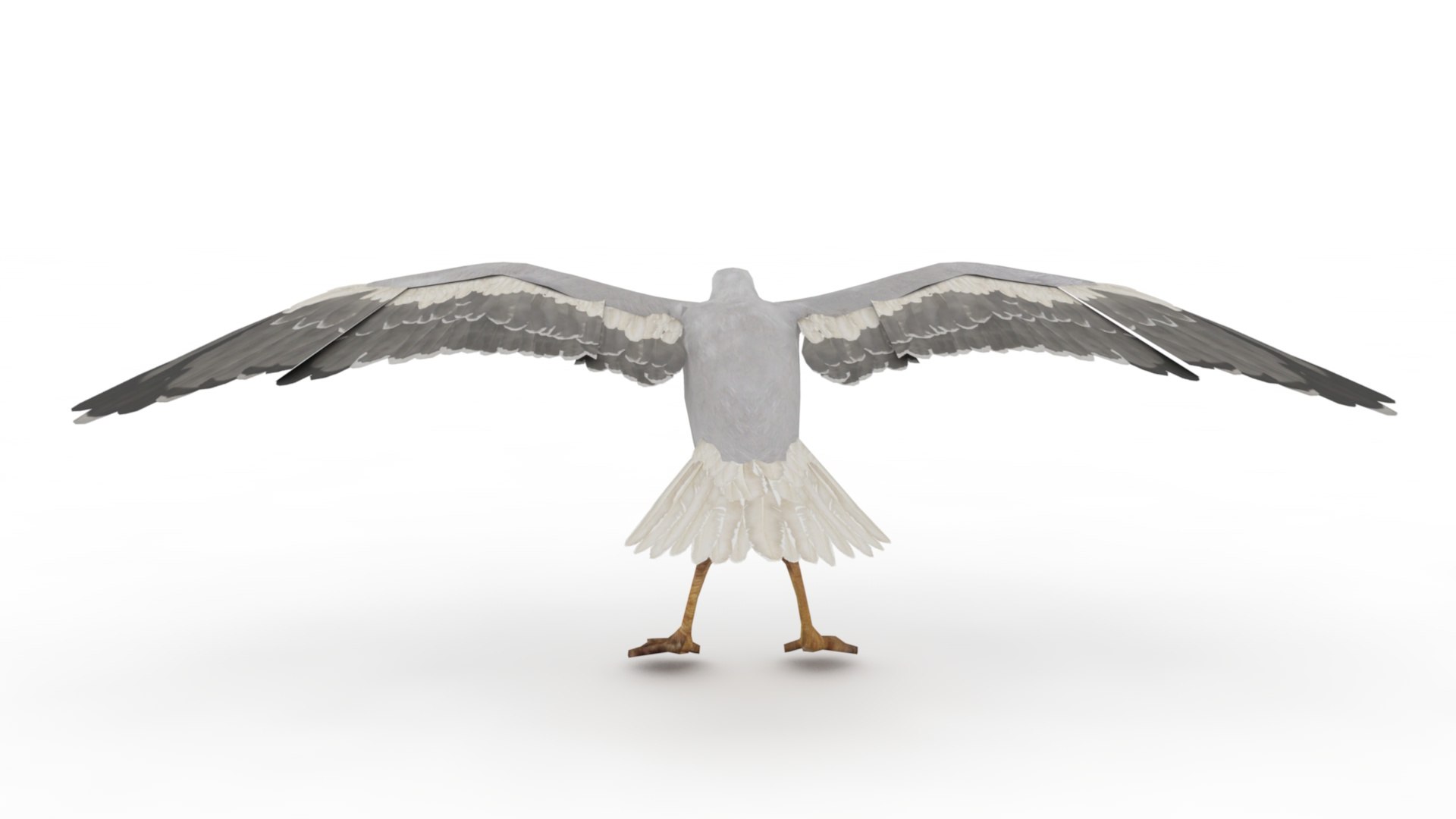 3D Seagull Model - TurboSquid 2246333