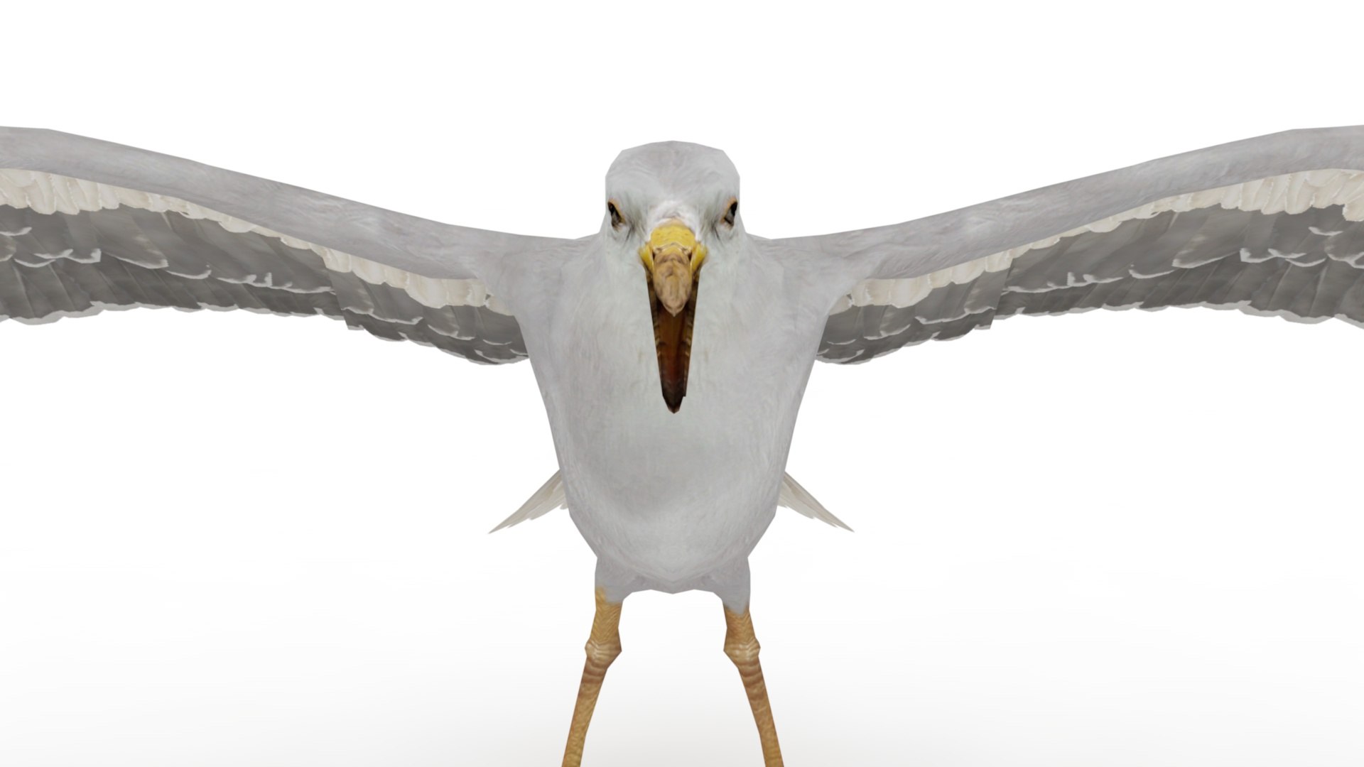 3D Seagull Model - TurboSquid 2246333