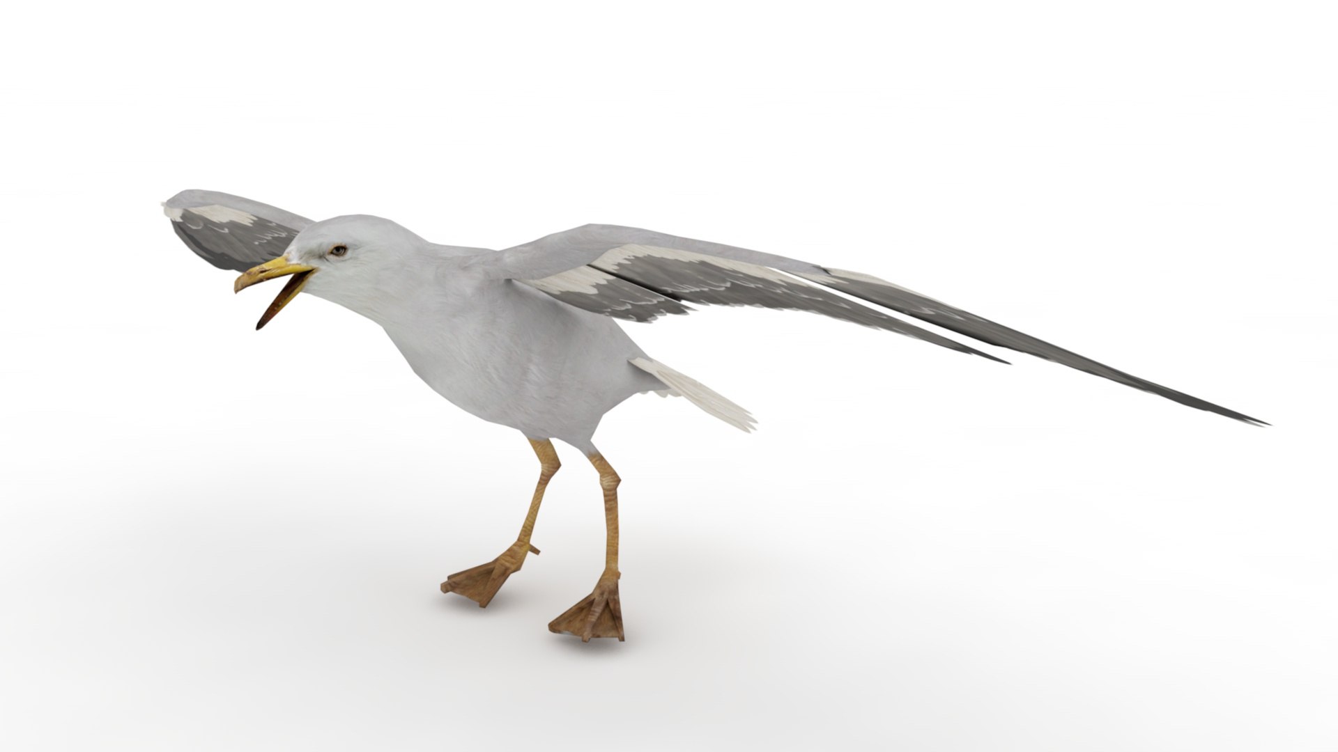 3D Seagull Model - TurboSquid 2246333