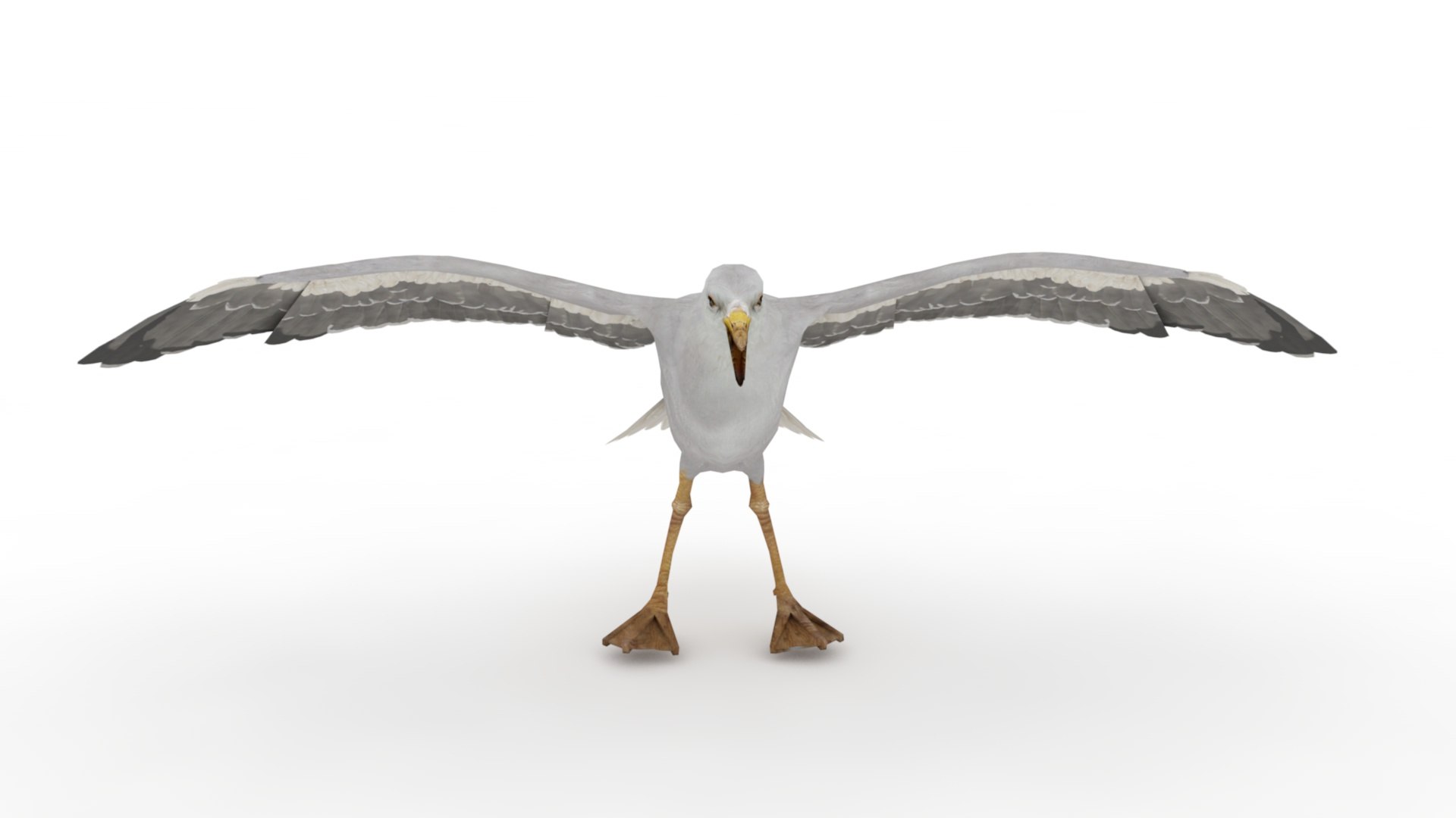 3D Seagull Model - TurboSquid 2246333