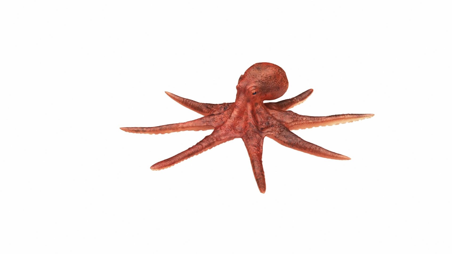 Realistic Octopus Model - TurboSquid 1483816