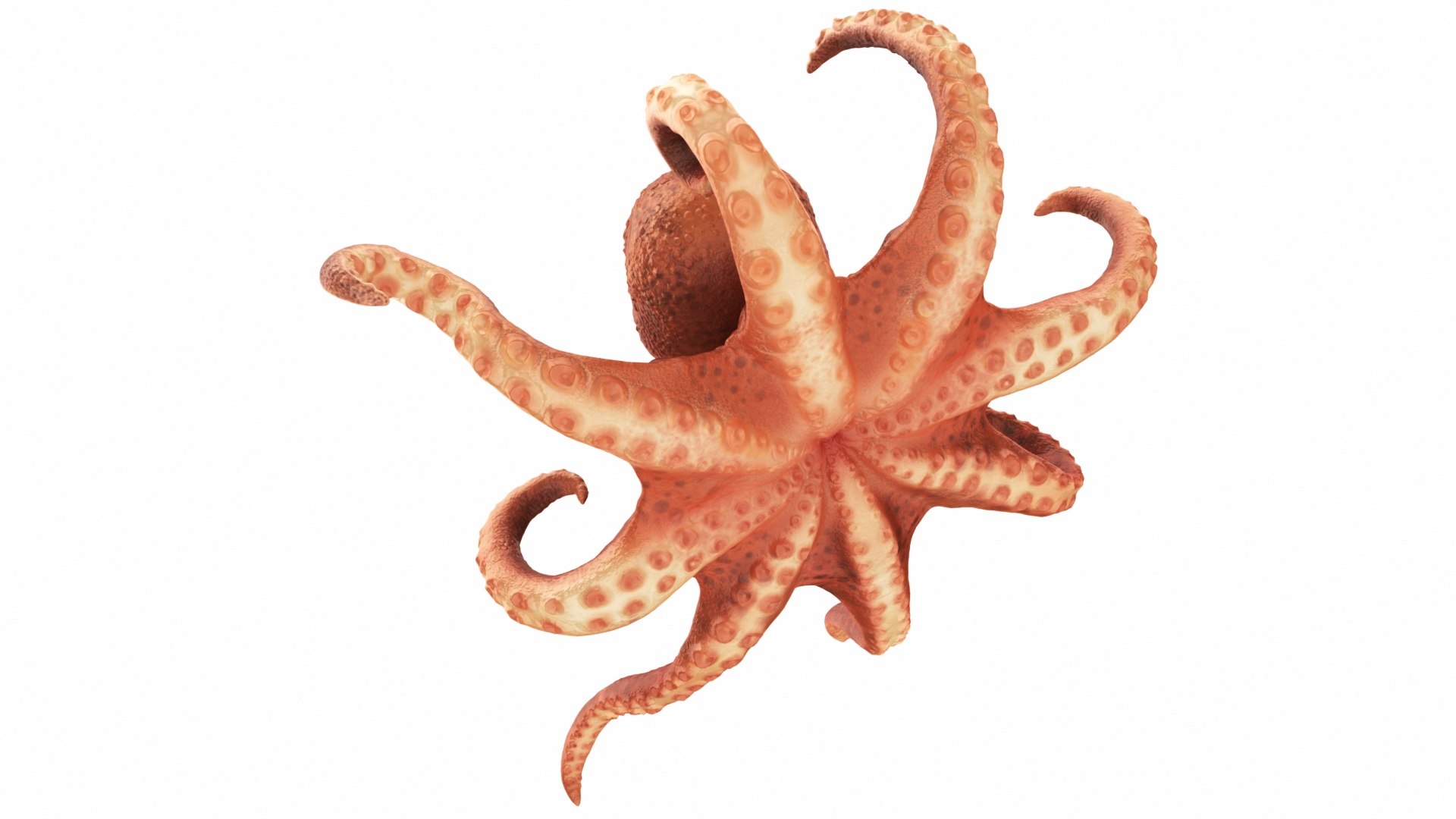 Realistic Octopus Model - TurboSquid 1483816