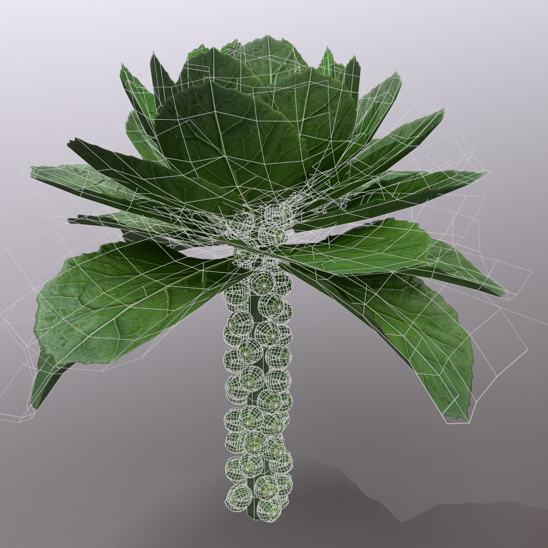 3D brussels sprouts - TurboSquid 1233155